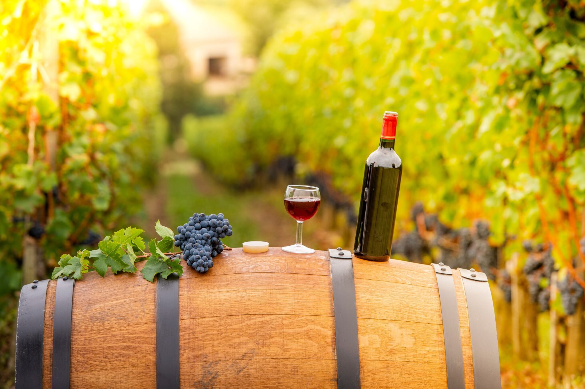 Best 11 Wineries in Denver CO: A Guide to the Top Tasting Rooms and ...