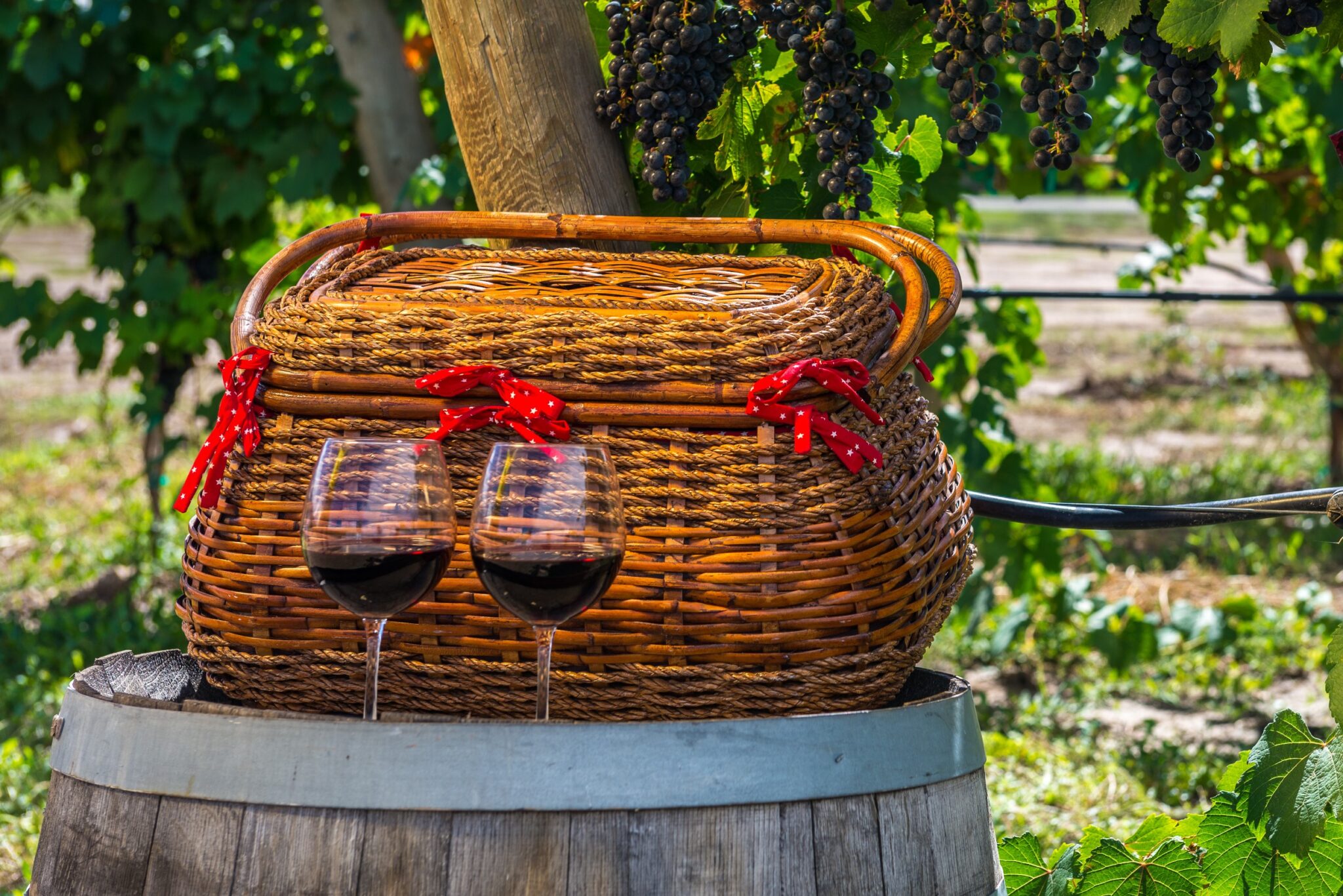 Best 13 Wineries in Colorado: Discover the Top Vineyards in the ...